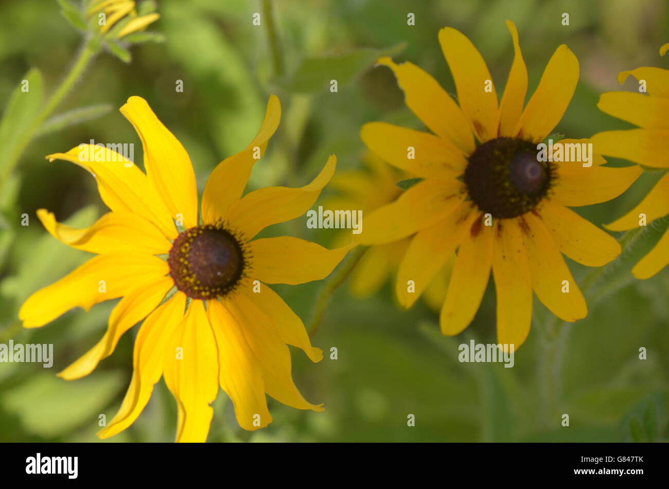 Black Eyed Susan (rudbeckia hirta) Flowers One in Shade One in Partial ...