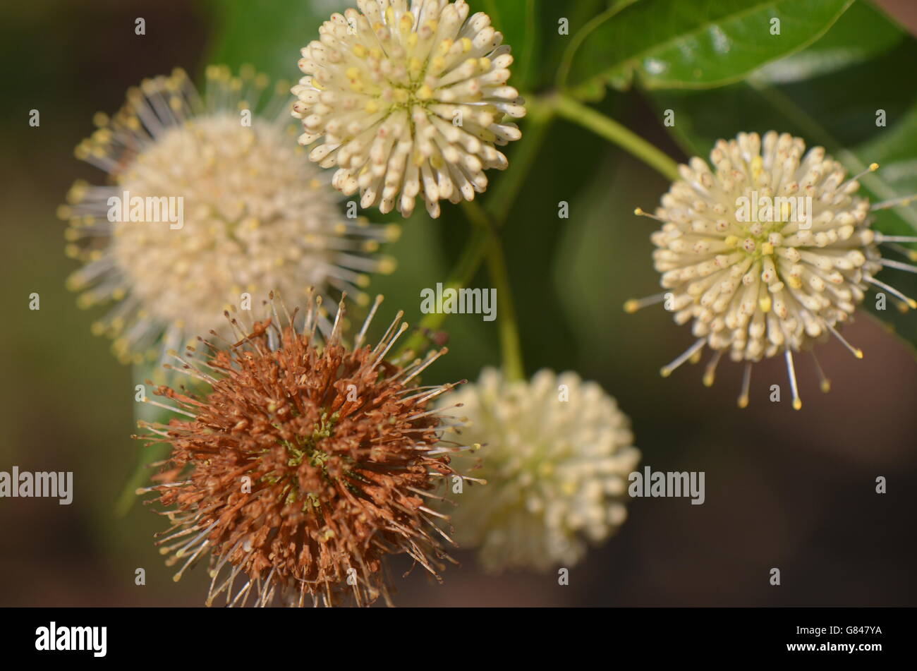 Buttonbush (cephalanthus occidentalis) with Spherical Pods Stock Photo ...