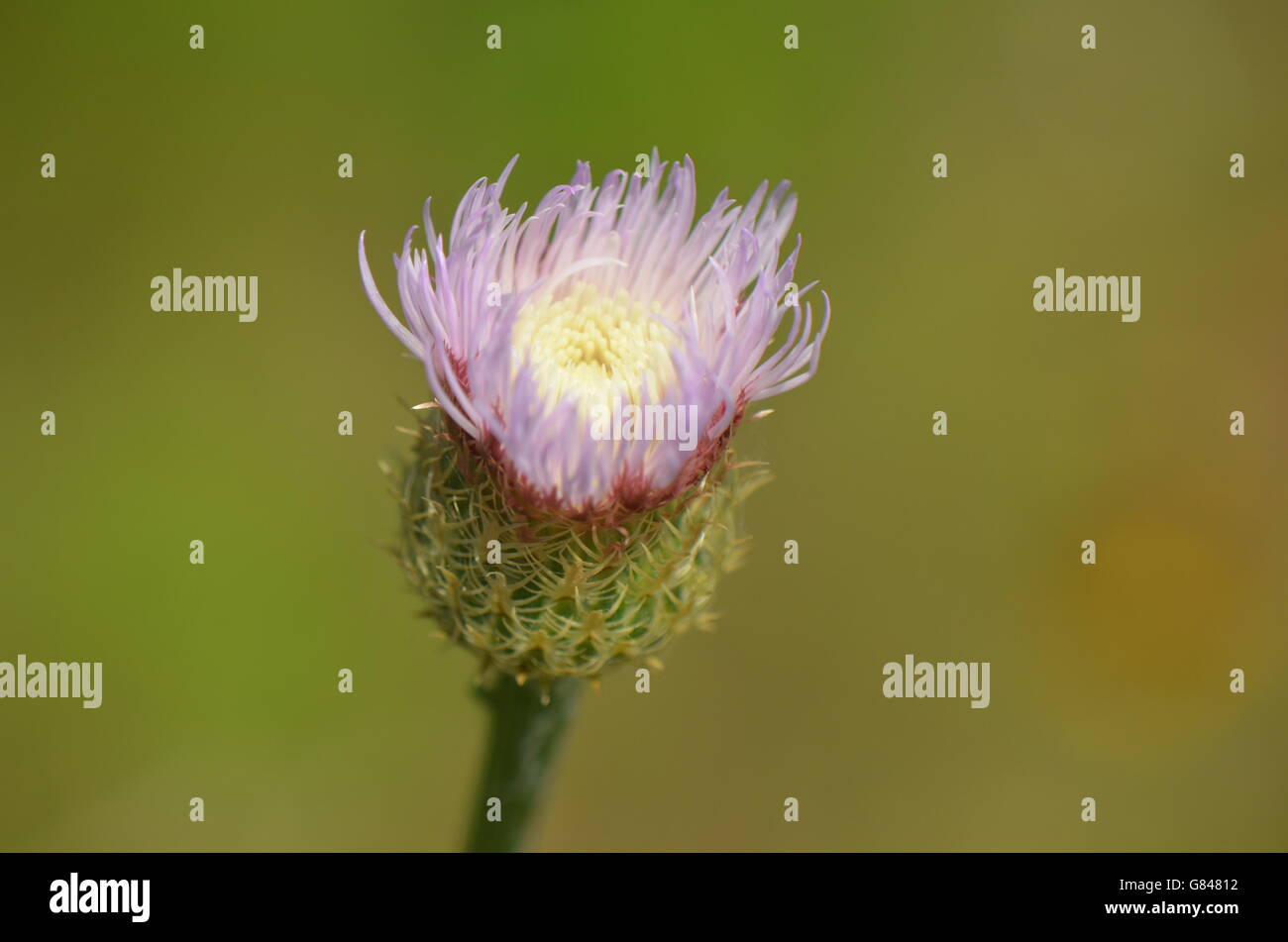 American Basket Flower (centaurea americana) Bud Beginning to Open ...