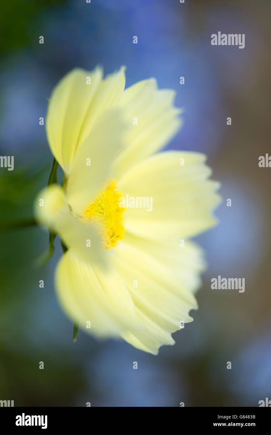 Light yellow Cosmos flower with soft background of blue Stock Photo - Alamy
