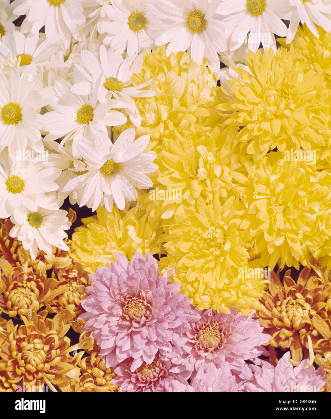 Flowers, color, colorful assortments Stock Photo - Alamy