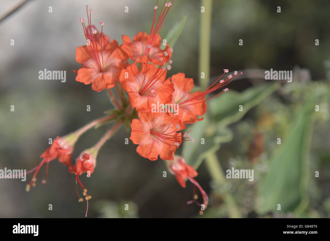 Musk flower hi-res stock photography and images - Alamy