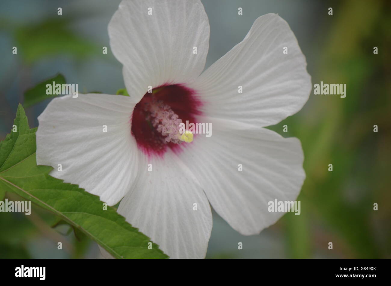 White hibiscus flower red center hi-res stock photography and images ...