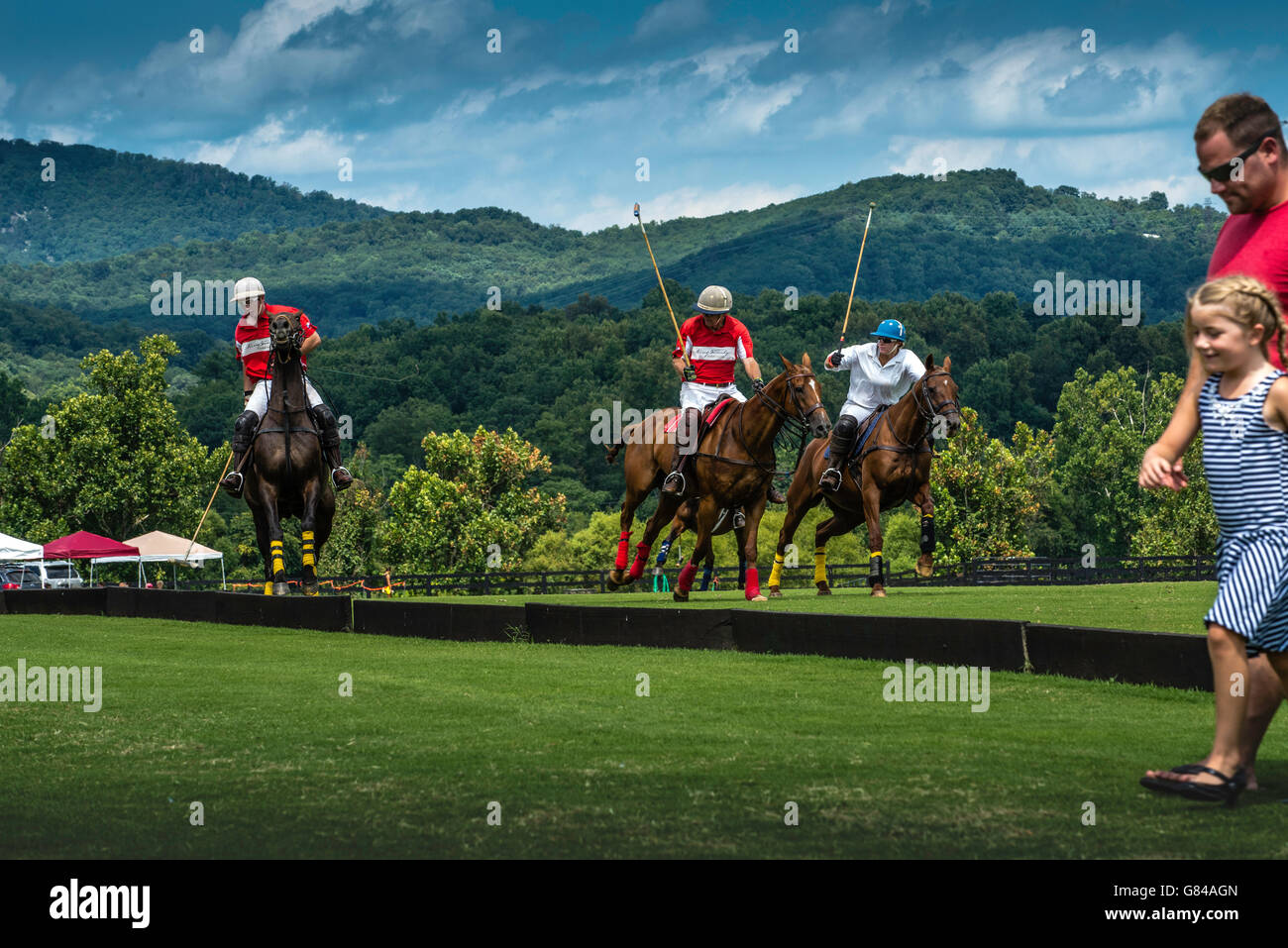 Polo ponies at Virginia chukker field Stock Photo - Alamy