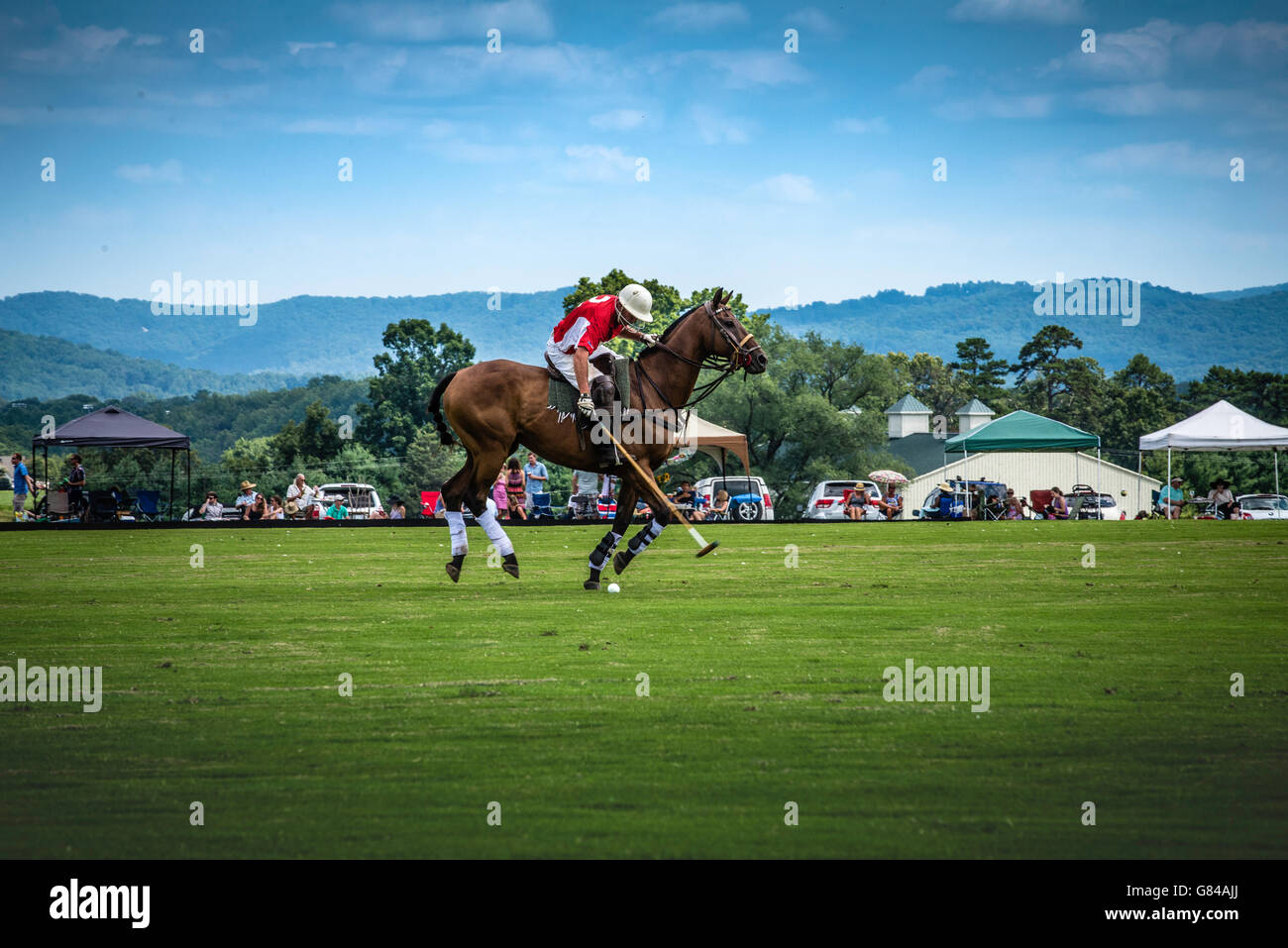 Polo ponies at Virginia chukker field Stock Photo - Alamy