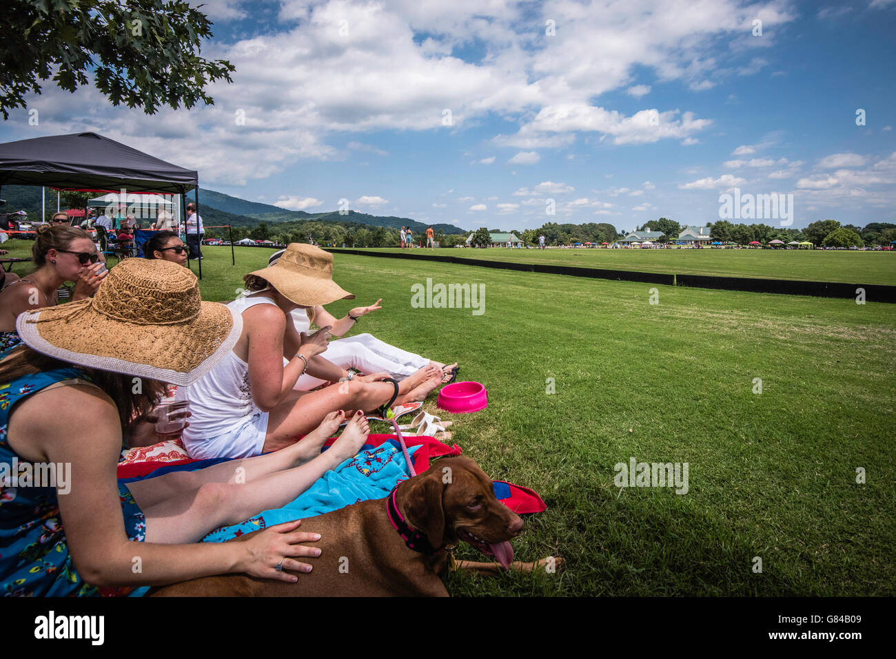 Polo ponies at Virginia chukker field Stock Photo - Alamy