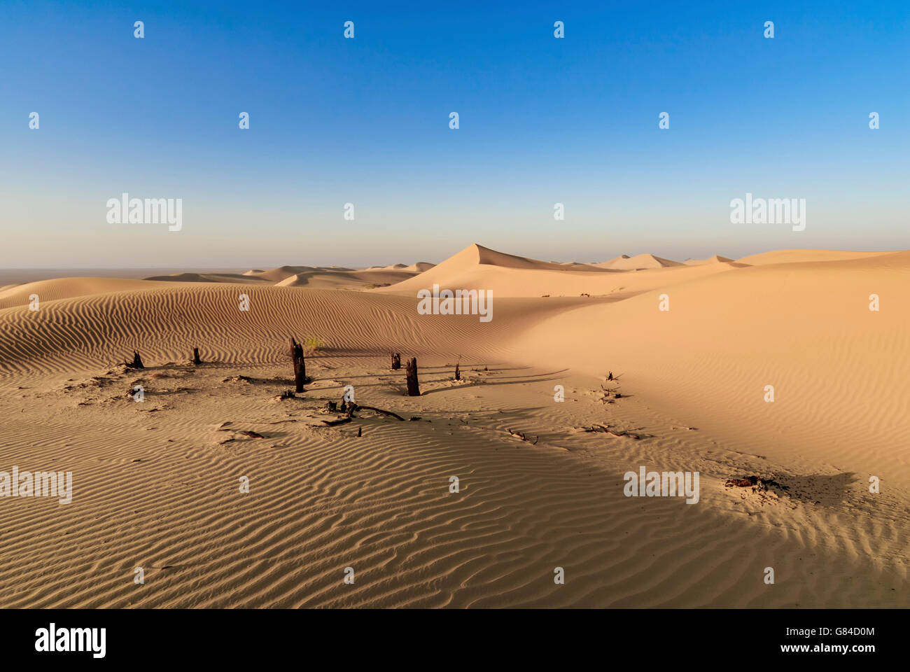 Some dead trees in the desert Stock Photo - Alamy