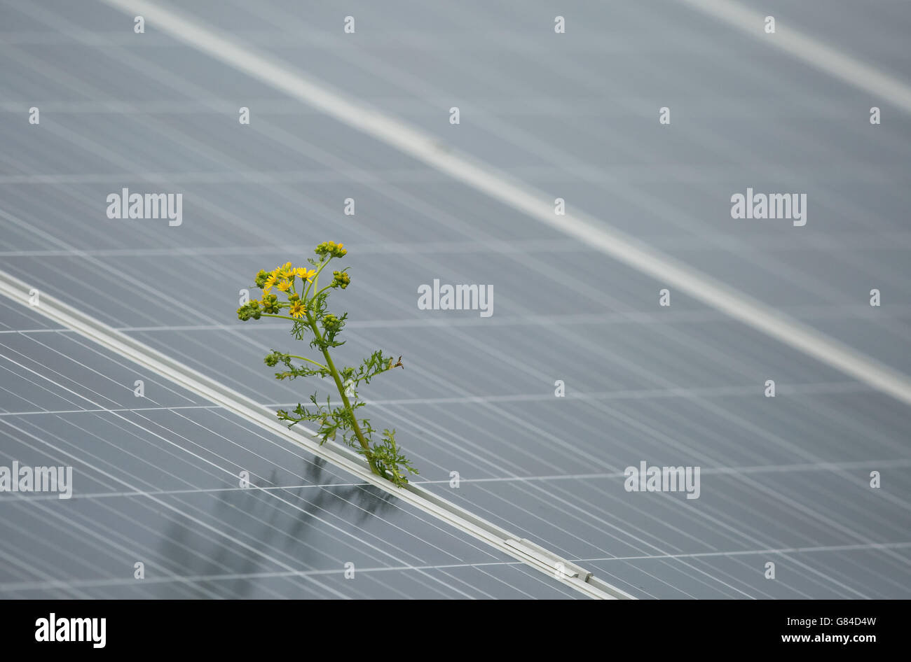 Solar Independence day Stock Photo - Alamy