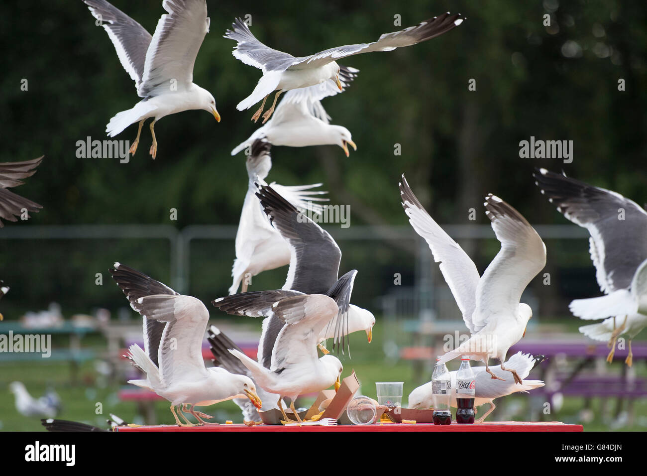 Seagull food swoop hi-res stock photography and images - Alamy
