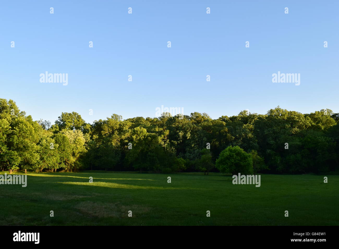 Spring treeline hi-res stock photography and images - Alamy