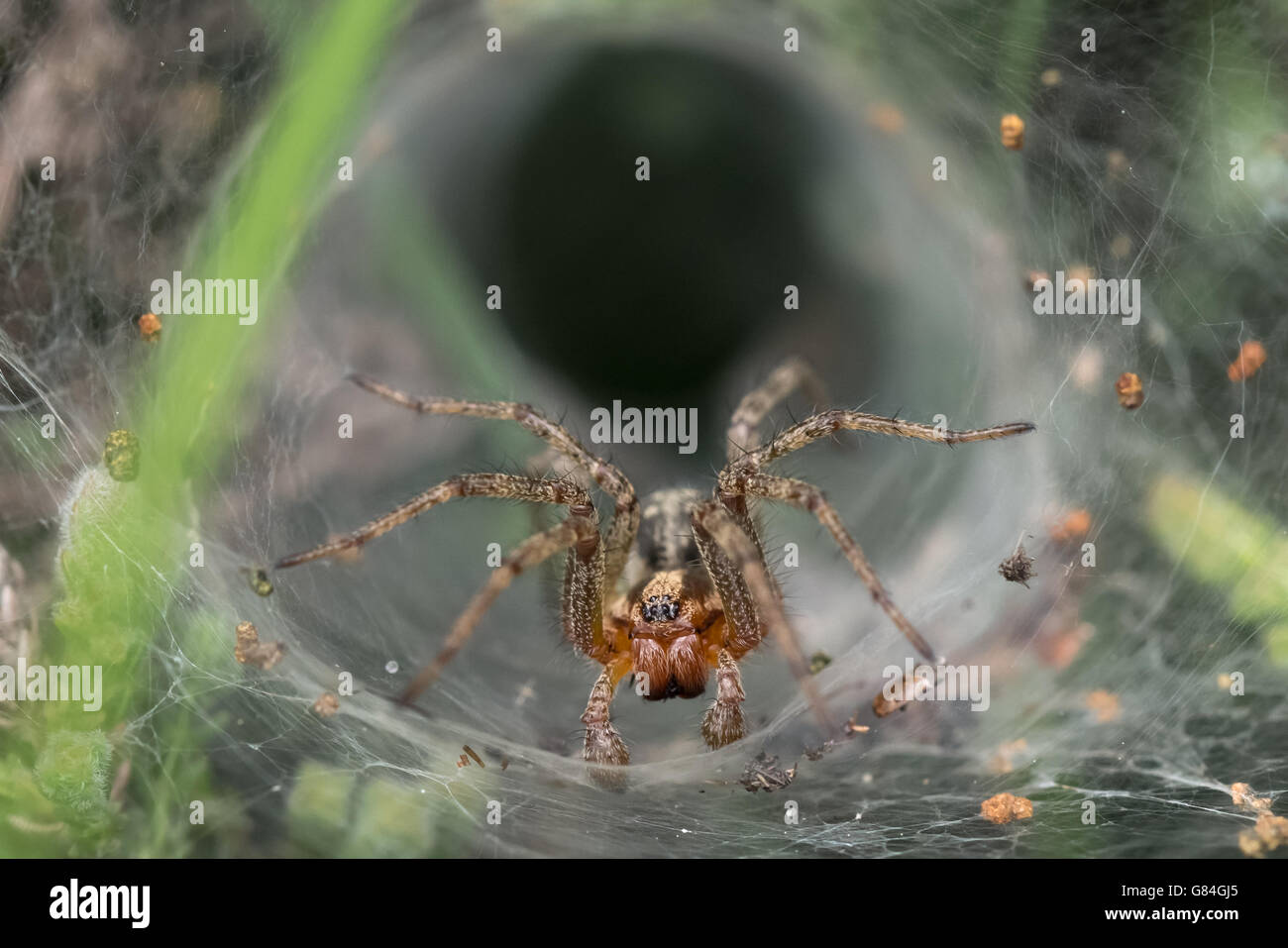 Labyrinth spider agelena labyrinthica hi-res stock photography and ...