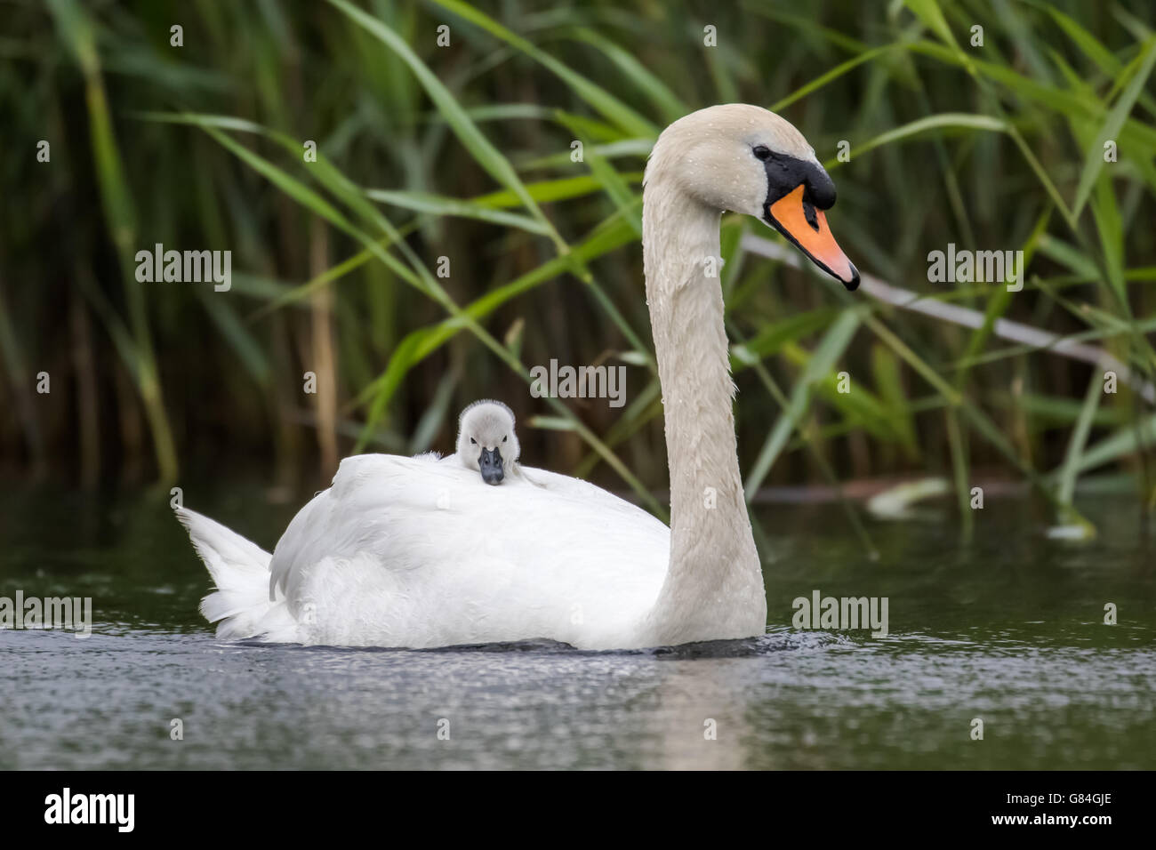 Adult Swan (Cygnus olor) carrying carries single baby cygnet on-board ...