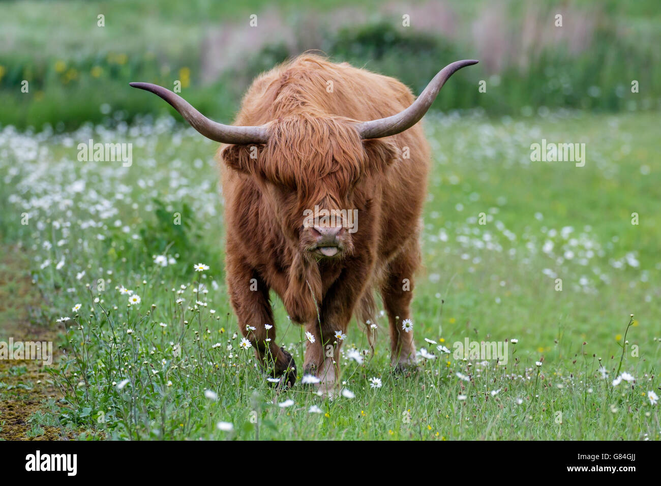 Highland Cattle bull grazing out on a daisy-filled meadow Stock Photo ...
