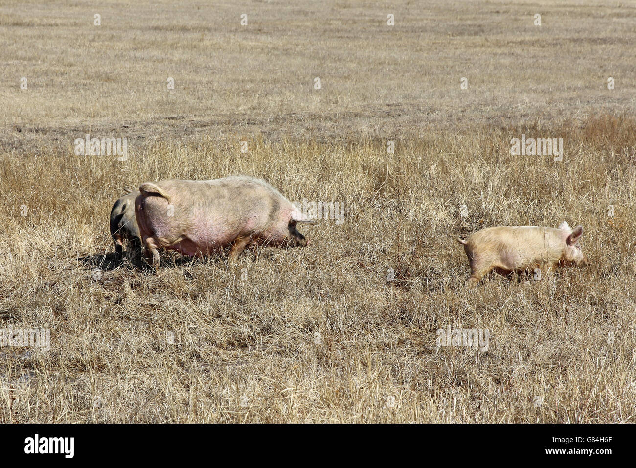 Three pigs grazing on the dry grass Stock Photo - Alamy