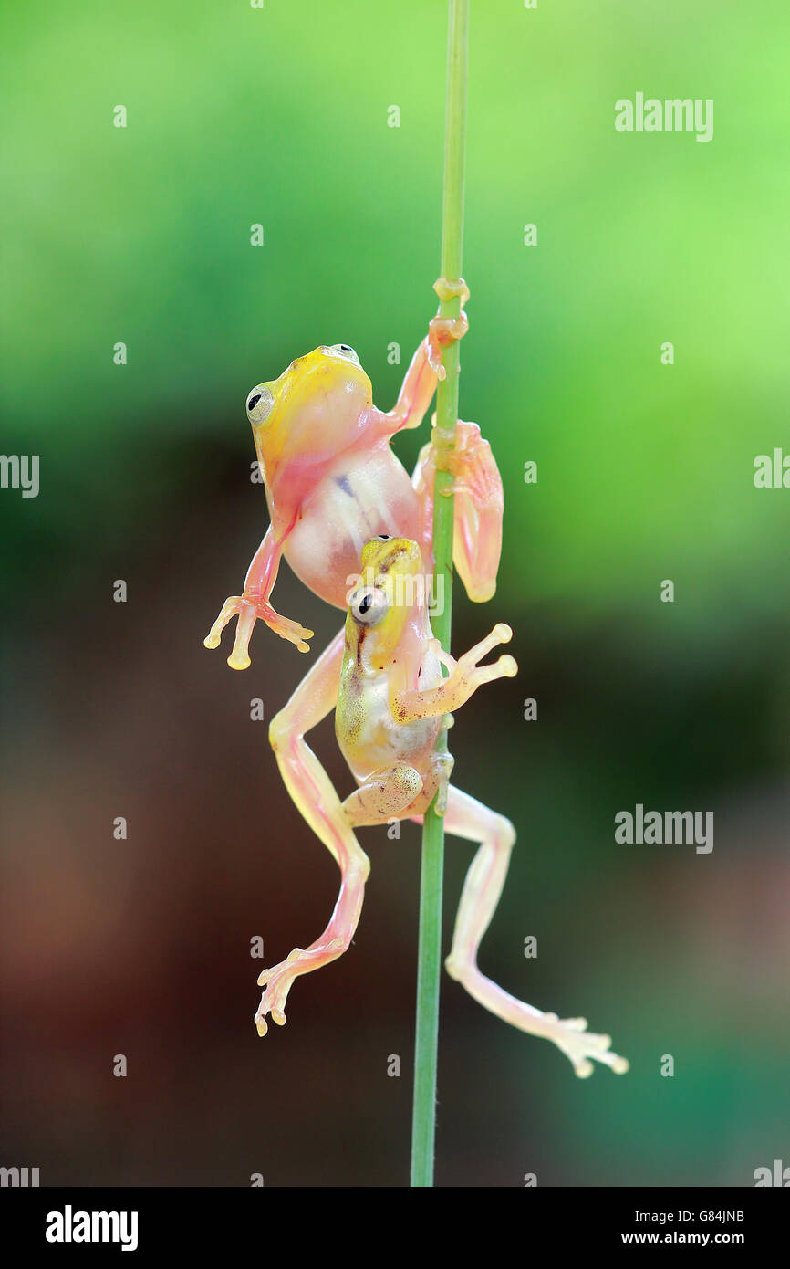 Two frogs climbing plant, Indonesia Stock Photo - Alamy