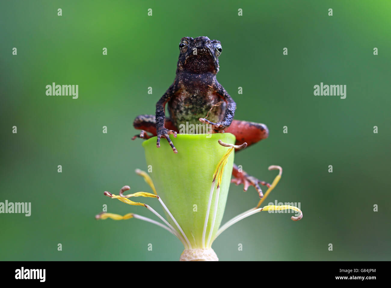 Toad sitting hi-res stock photography and images - Alamy