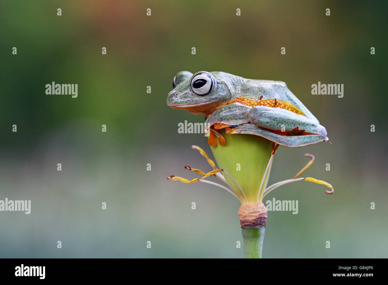Tree frog sitting on flower, Indonesia Stock Photo - Alamy