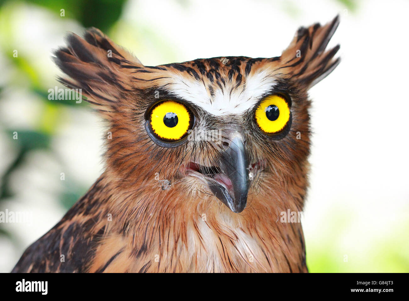 Portrait of an owl hi-res stock photography and images - Alamy