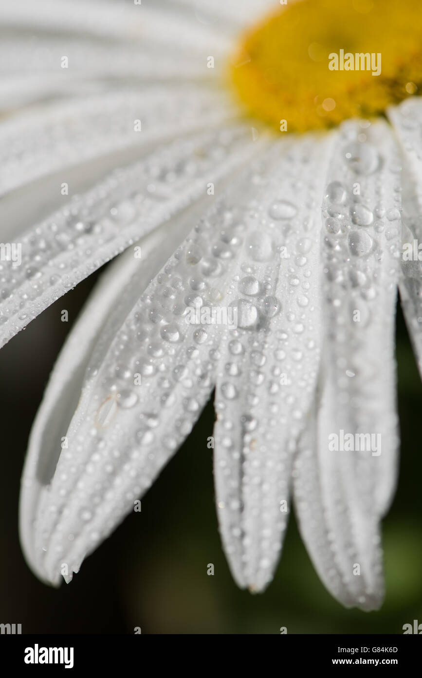 Daisy with dew hi-res stock photography and images - Alamy