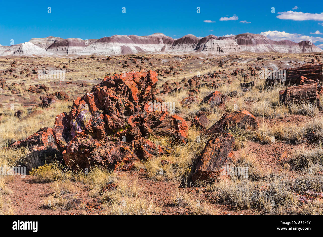 petrified wood trees in petrified forest national park near Holbrook AZ ...