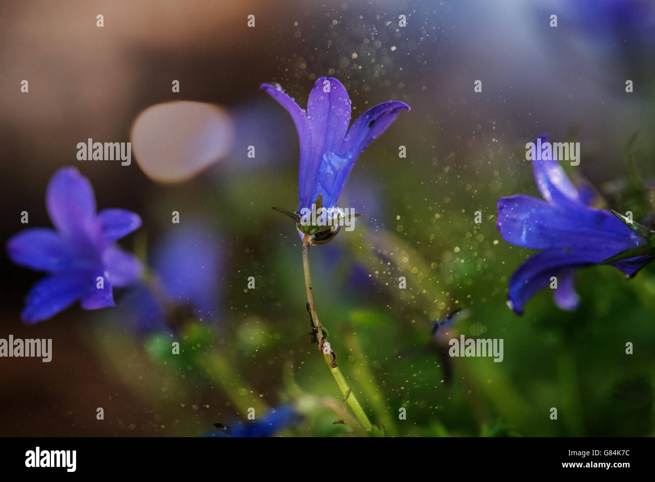 Purple pollen hi-res stock photography and images - Alamy