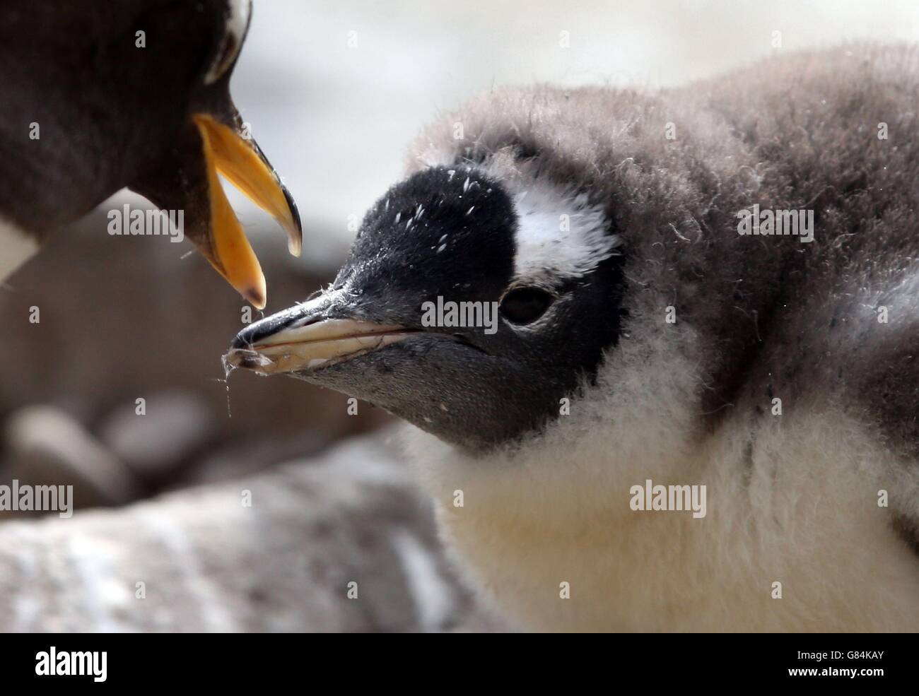 A Gentoo penguin chick on Penguin Rock at Edinburgh Zoo after a successful breeding season which ...