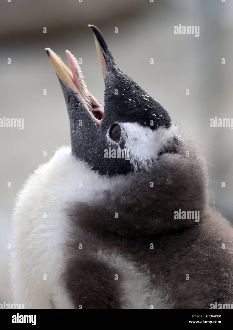 A Gentoo penguin chick on Penguin Rock at Edinburgh Zoo after a successful breeding season which ...