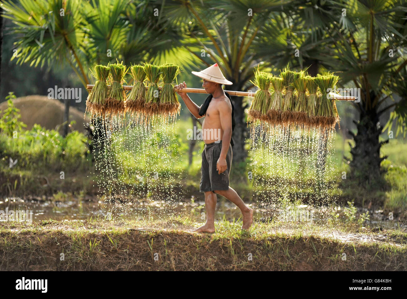 Man carrying rice plants, Thailand Stock Photo - Alamy
