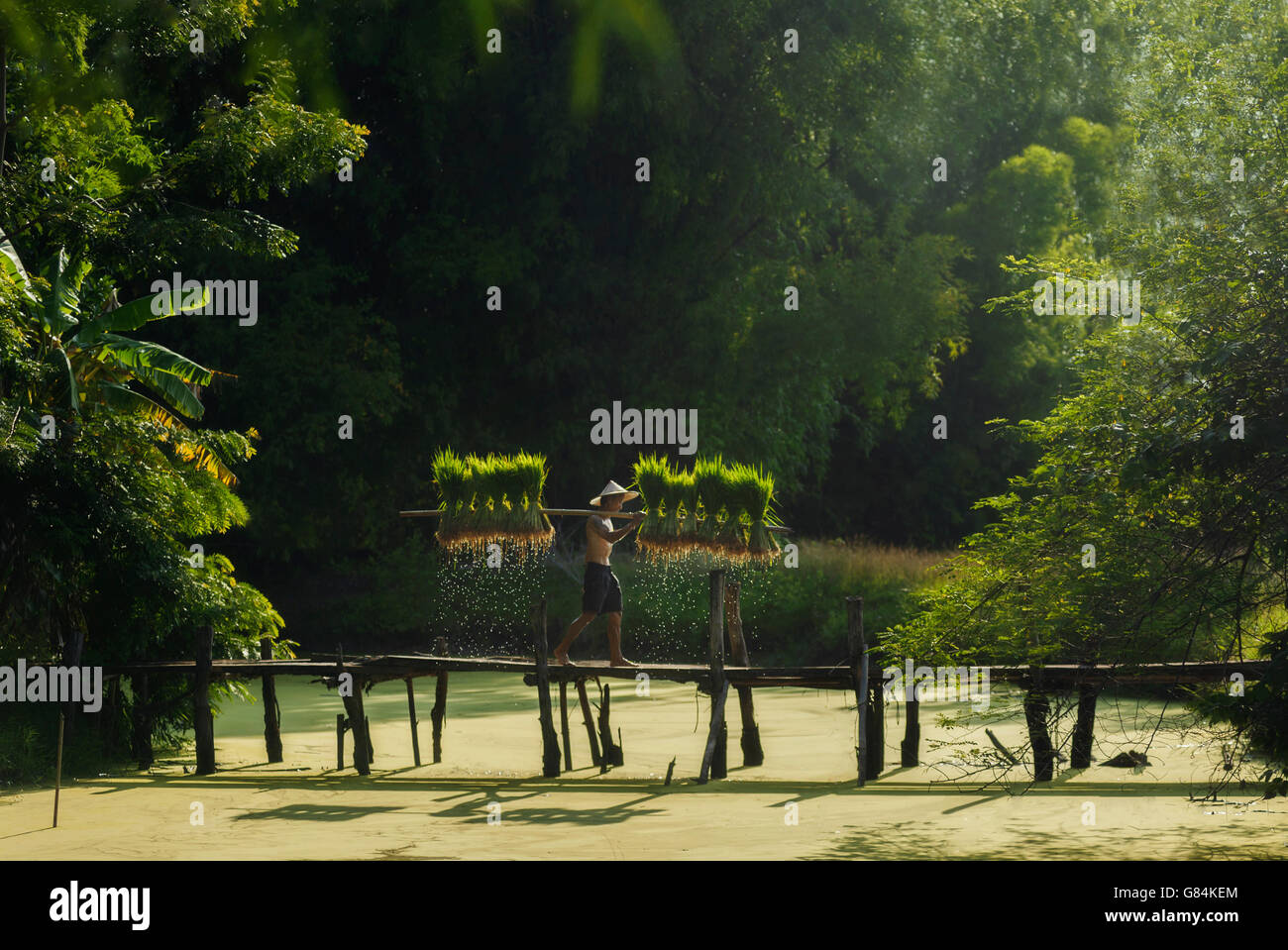 Man carrying rice plants, Thailand Stock Photo - Alamy