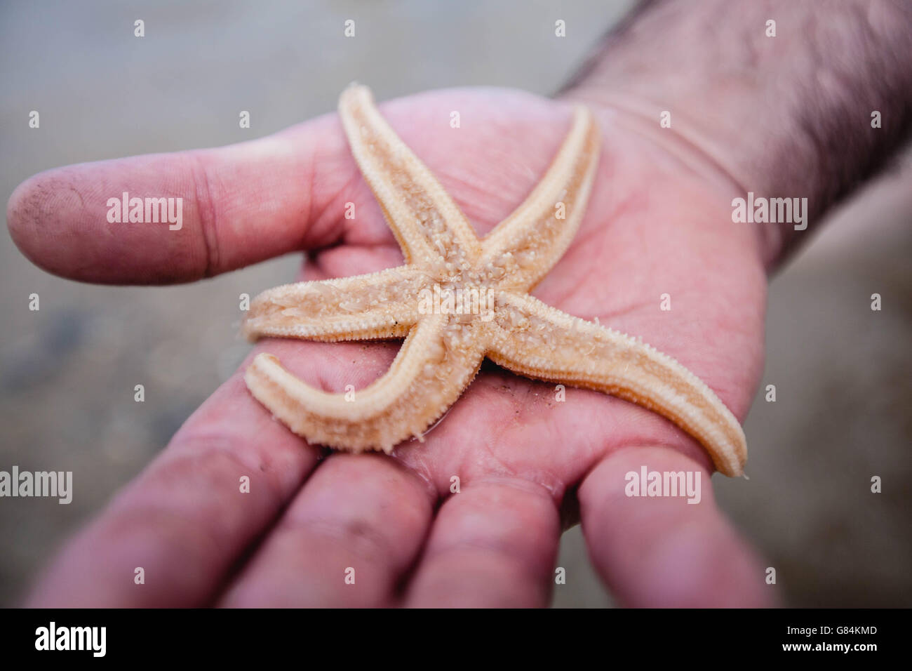 Man holding starfish in his hand at beach Stock Photo - Alamy