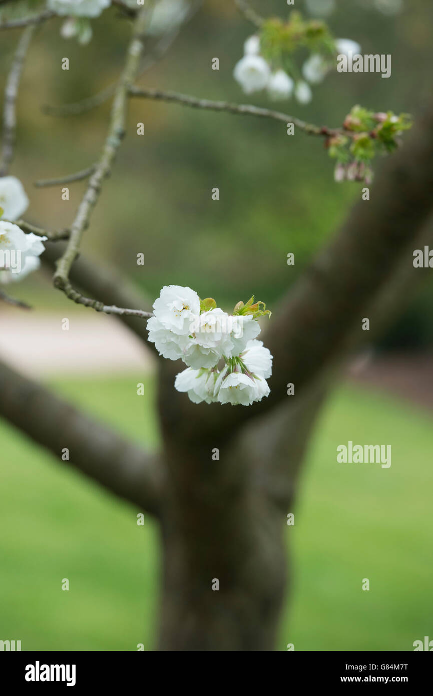 Prunus shirotae. Cherry shirotae tree blossom. Mount Fuji Cherry Tree ...