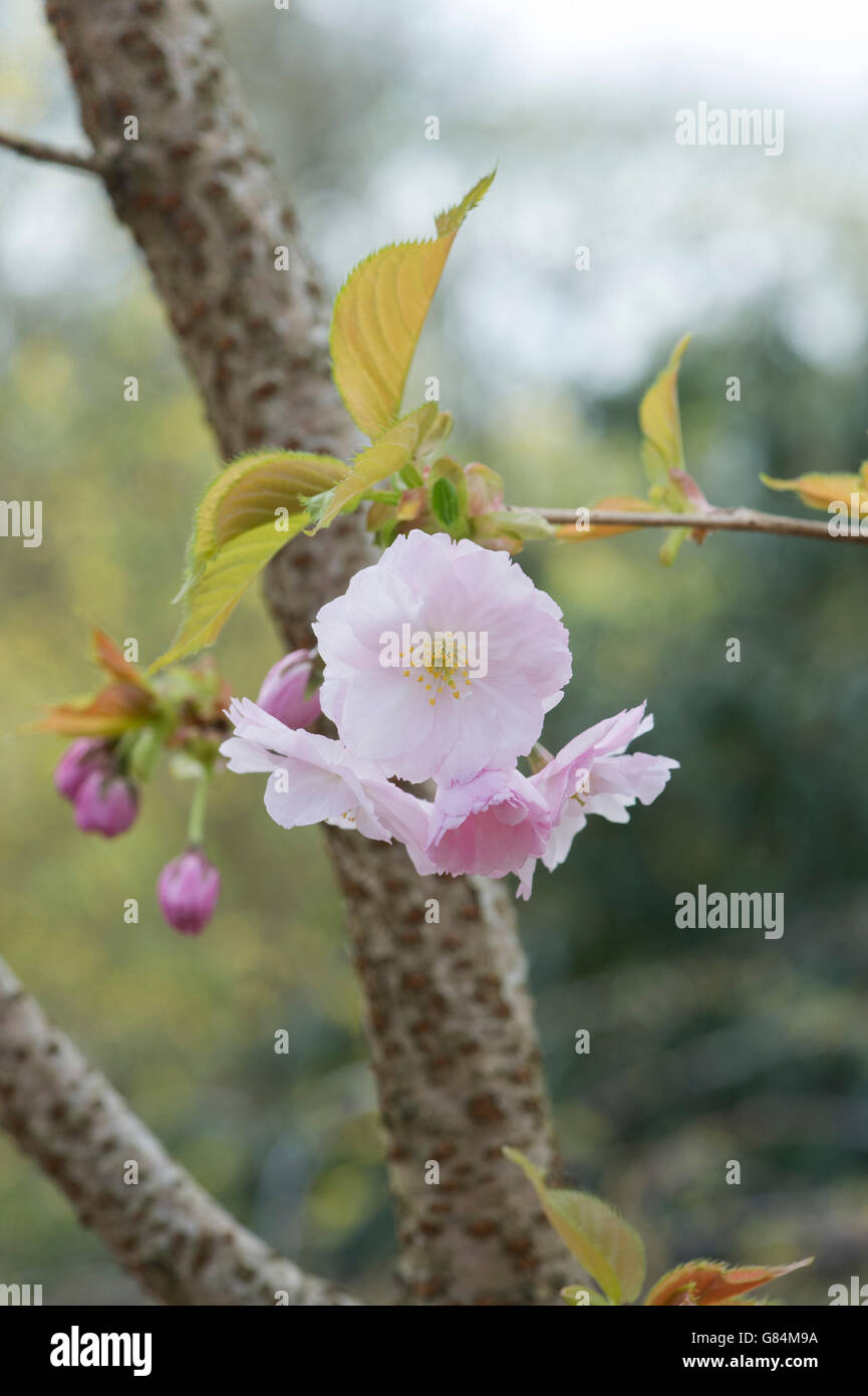 Prunus Usa - susane. Cherry tree blossom in spring Stock Photo - Alamy