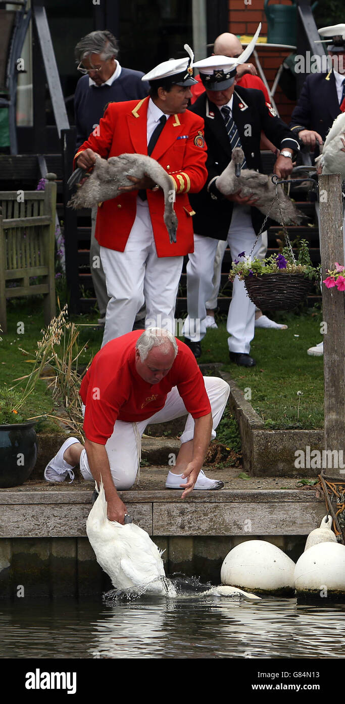Swan Uppers inspect a swan and cygnet on the banks of river Thames in ...