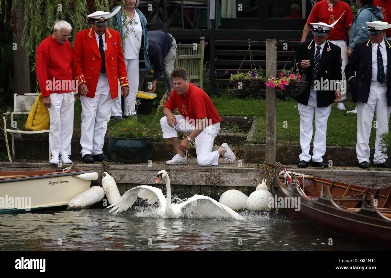 River Thames annual Swan Upping Stock Photo - Alamy