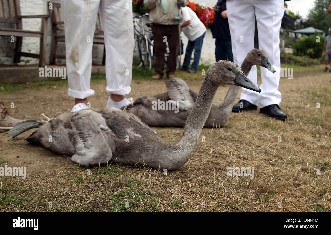 During the swan upping ceremony hi-res stock photography and images - Alamy