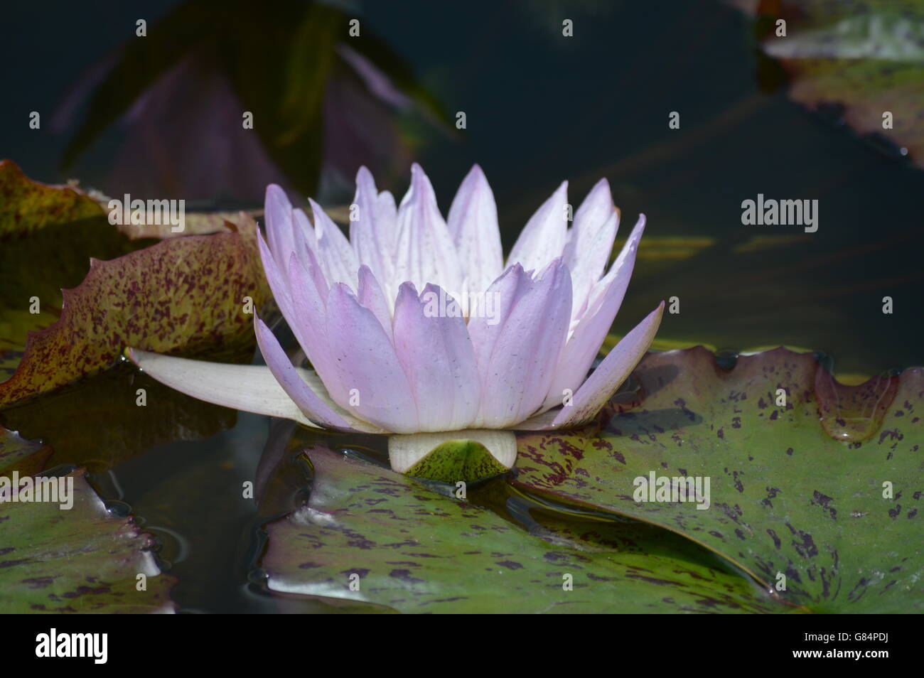 Water Lily in the pond Stock Photo - Alamy
