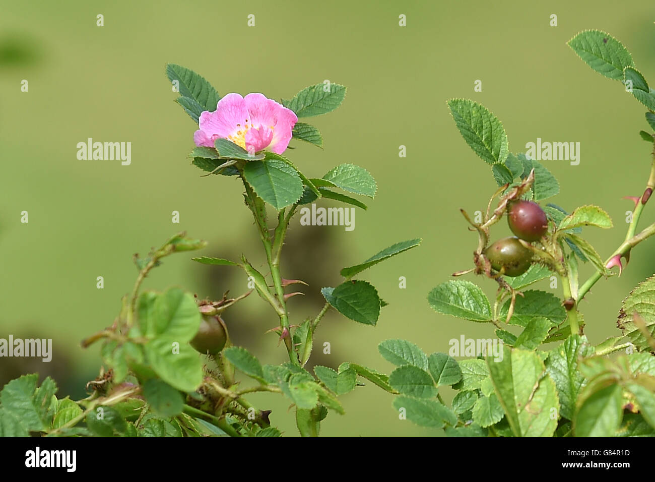 Rare Rose discovered Stock Photo - Alamy