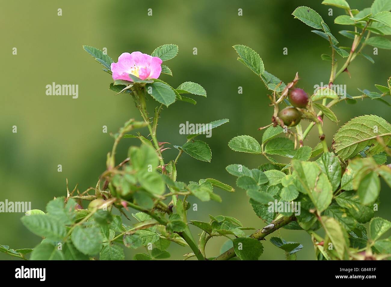 Rare Rose discovered Stock Photo - Alamy