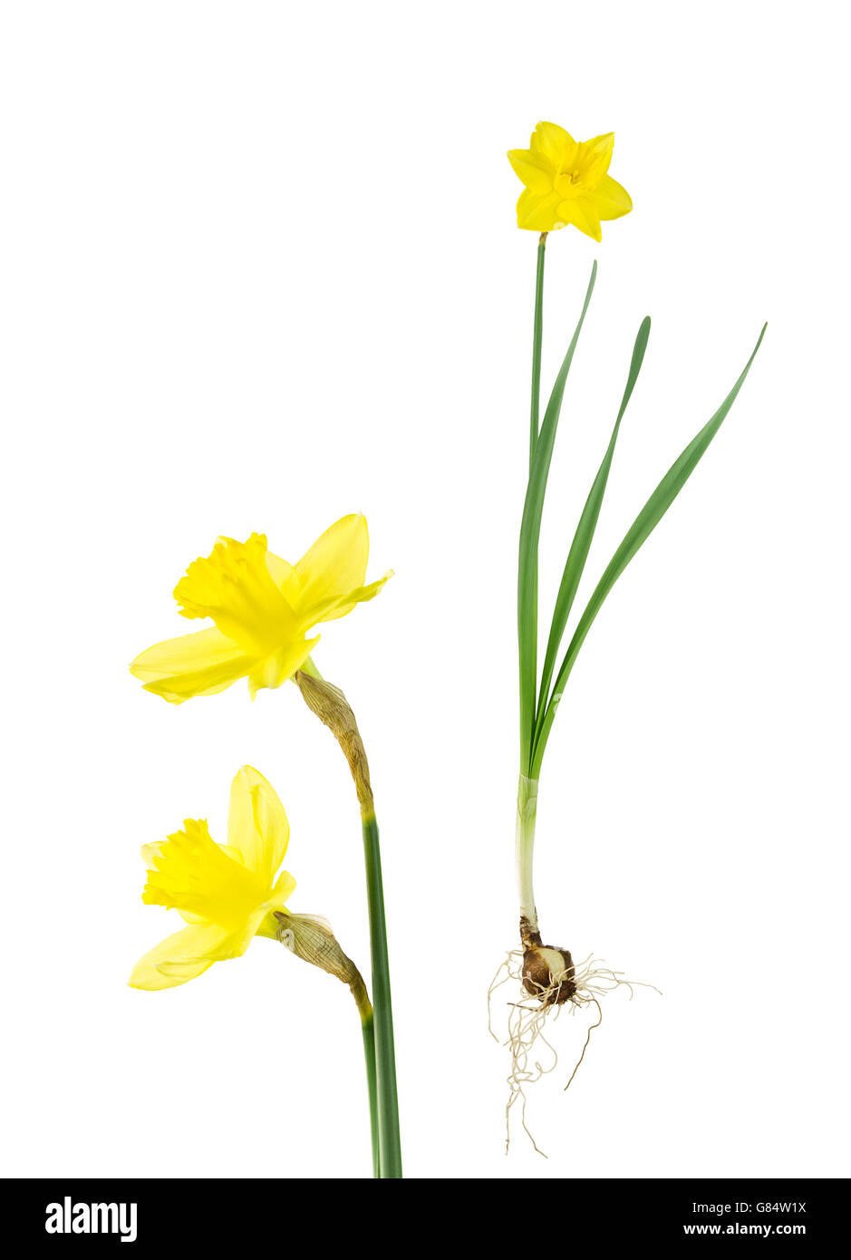Narcissus bulb flowers roots hi-res stock photography and images - Alamy