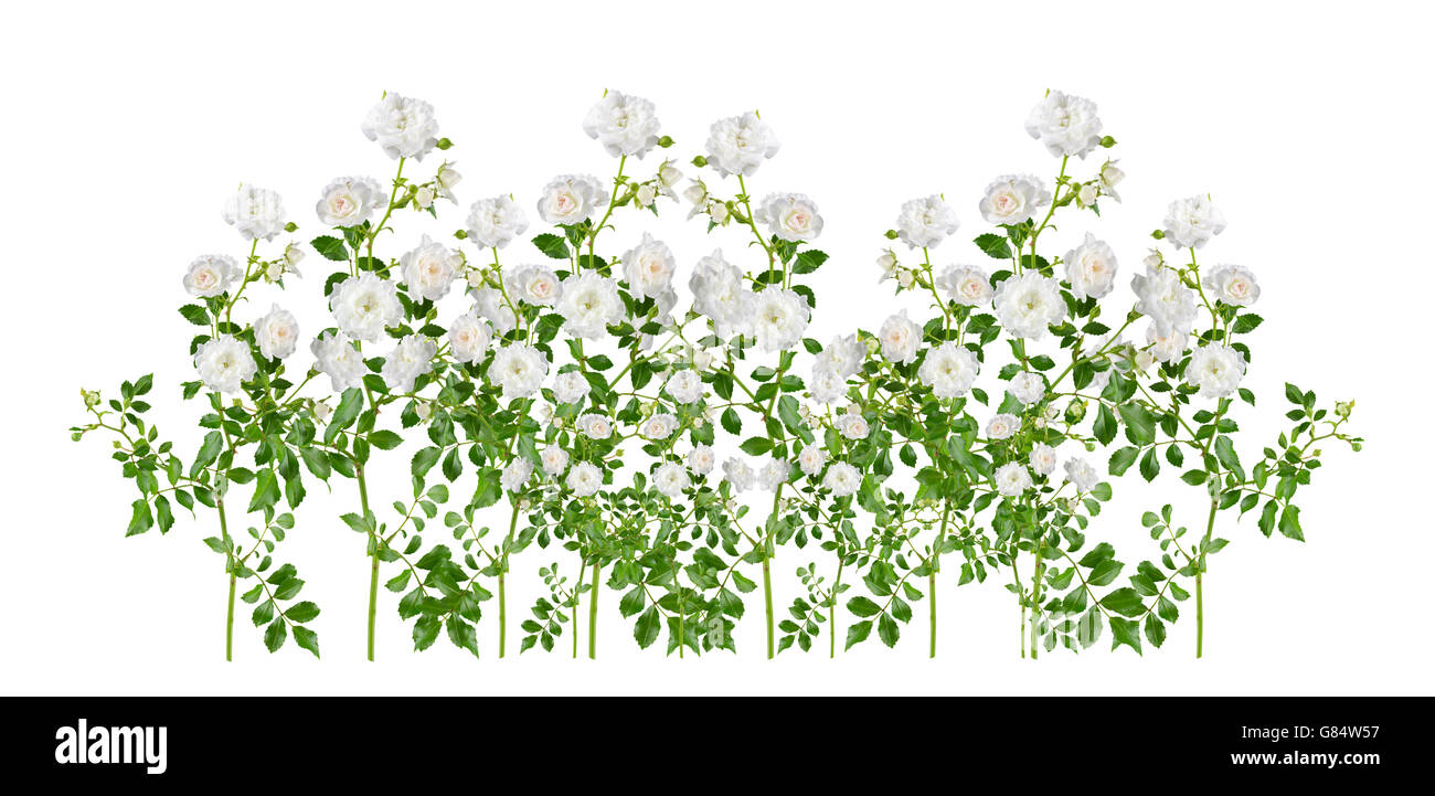 Garden style arrangement of photographed white roses, isolated on white ...