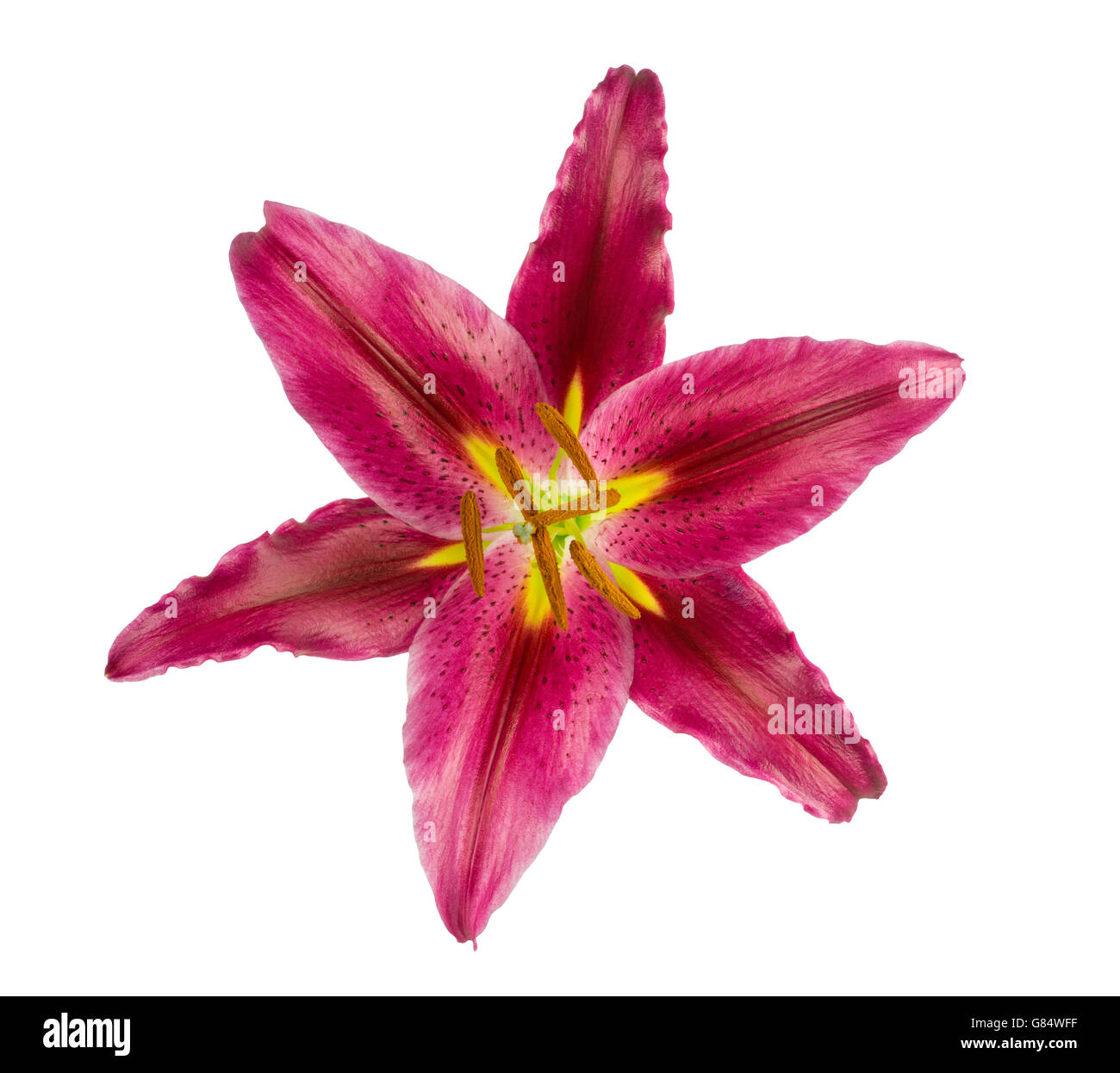 View from above of deep pink oriental lily, isolated on white ...