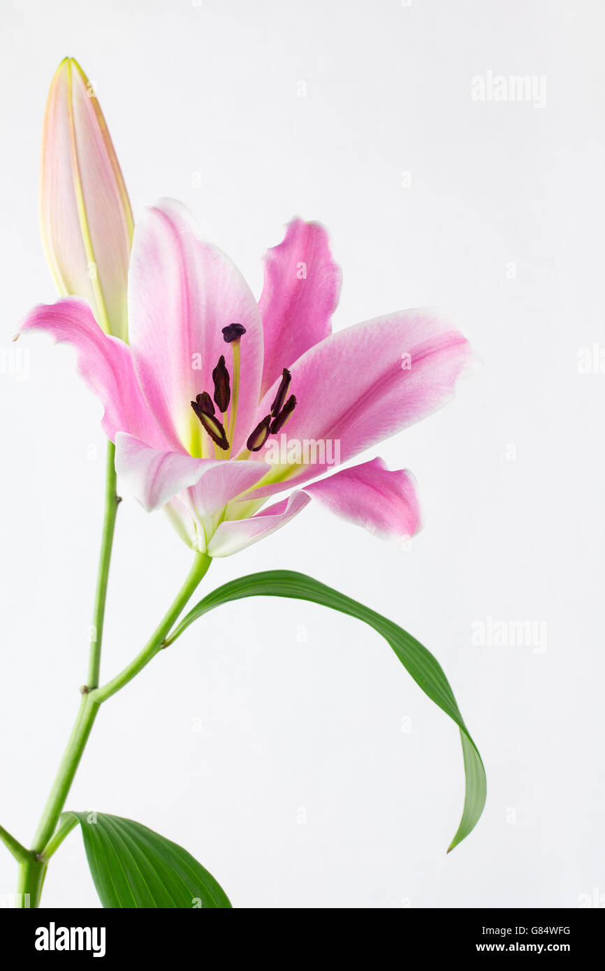 Soft pink and white lily flower and bud with stem and leaves Stock ...