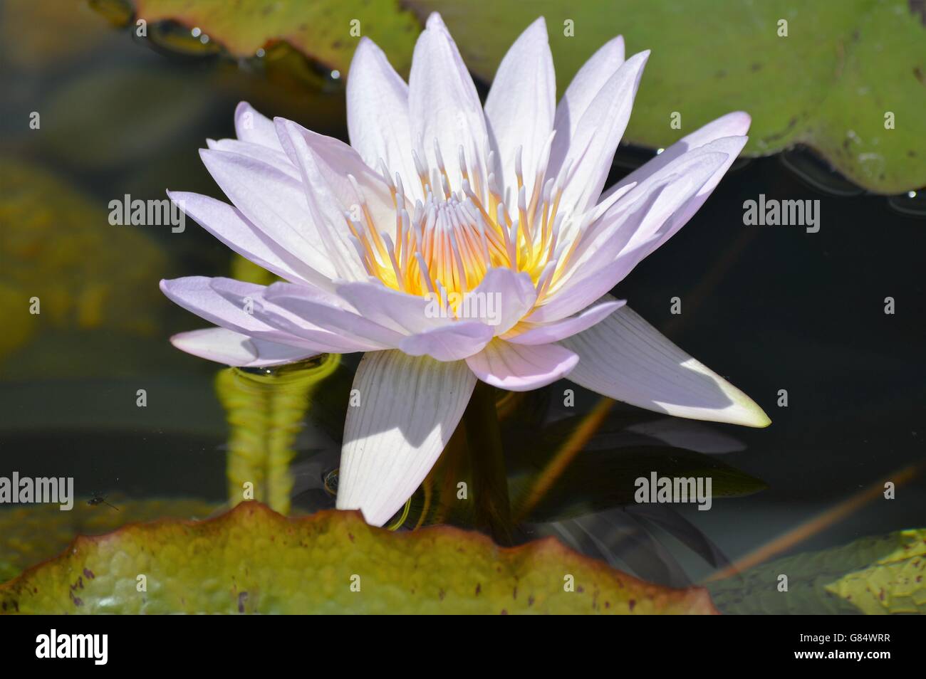 Water Lily in the pond Stock Photo - Alamy