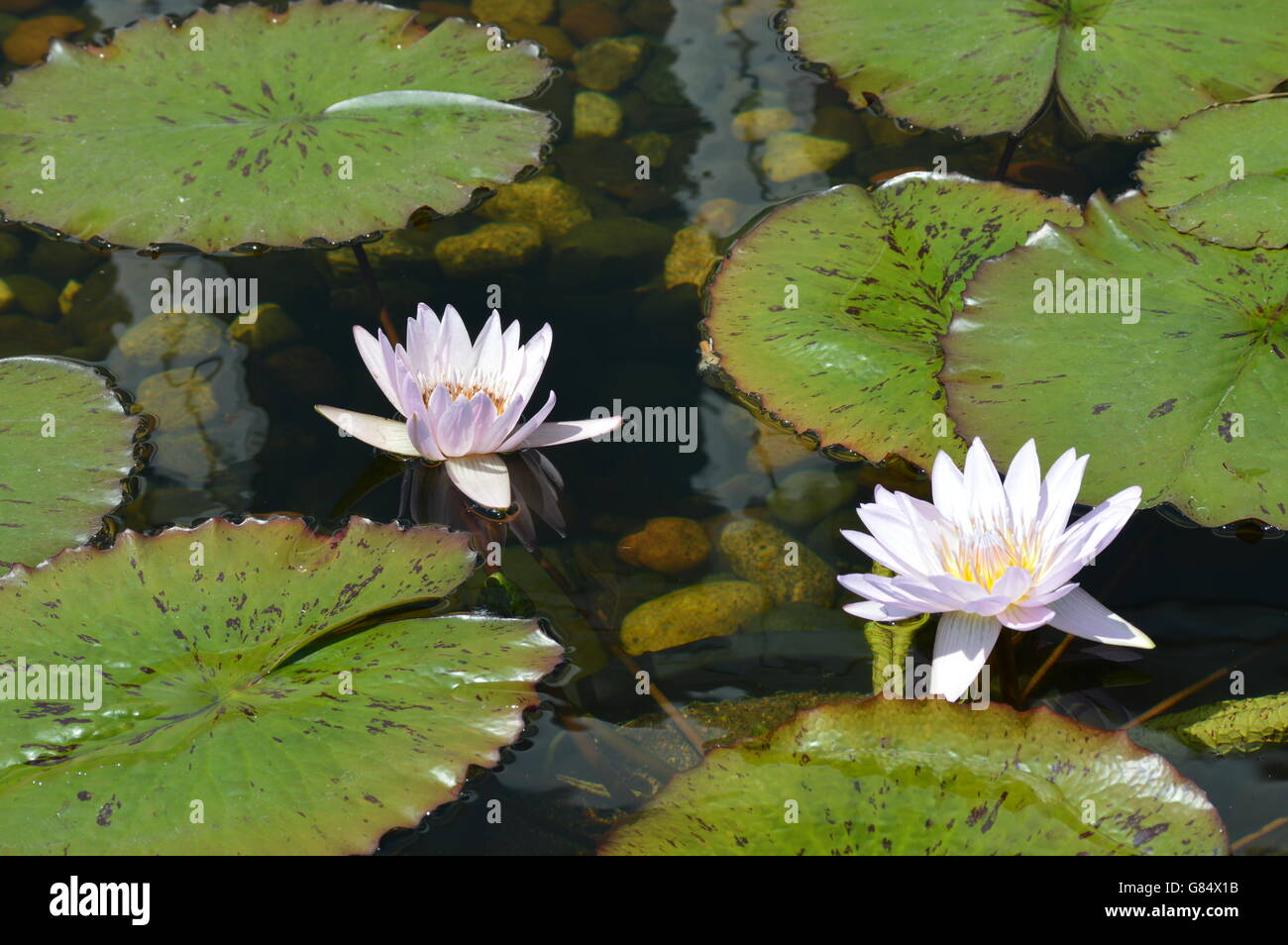 Water Lily in the pond Stock Photo - Alamy