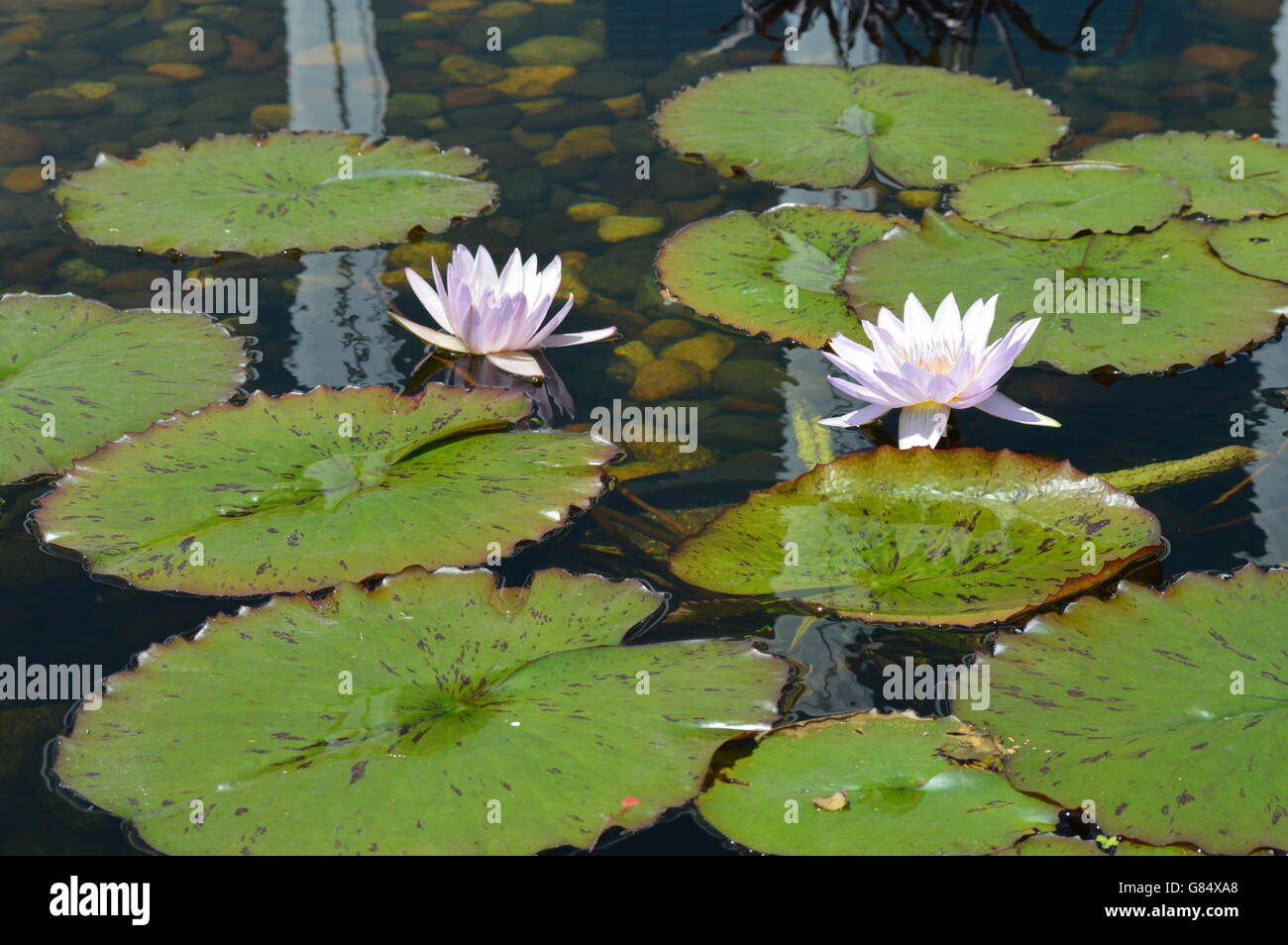 Water Lily in the pond Stock Photo - Alamy