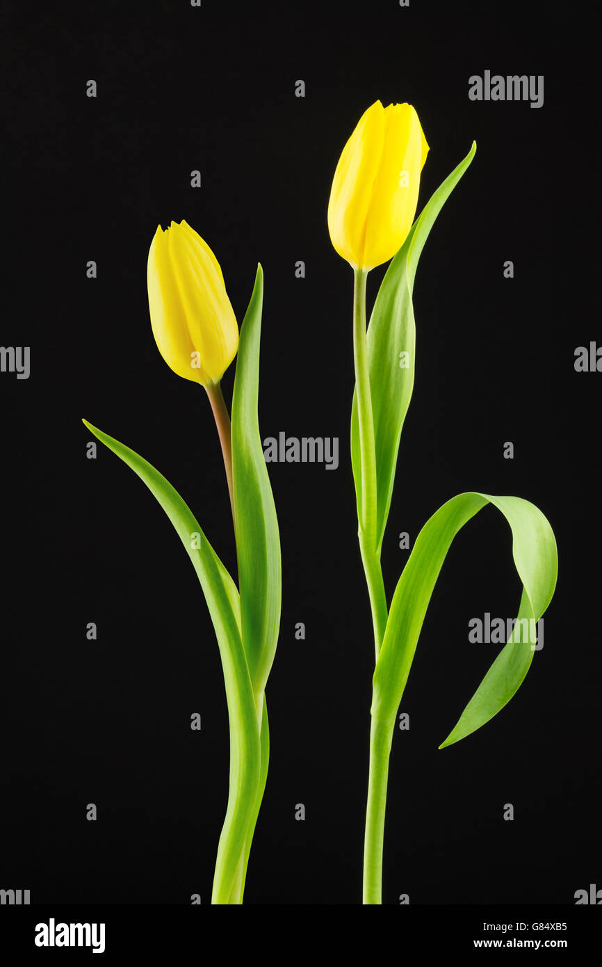 Close up side view of two yellow tulips with directional light, on dark ...