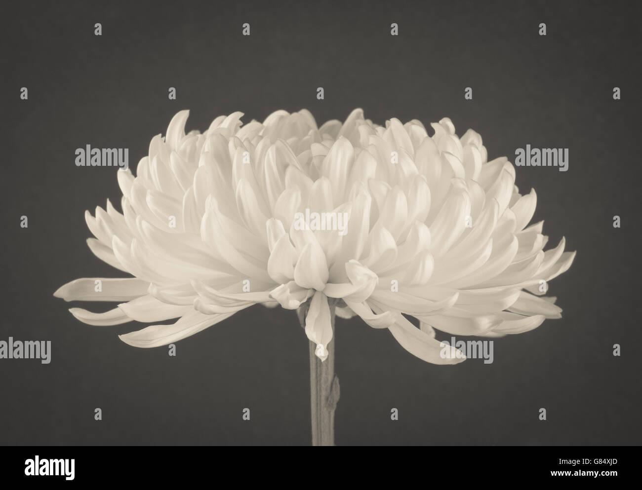 Cremone chrysanthemum hi-res stock photography and images - Alamy