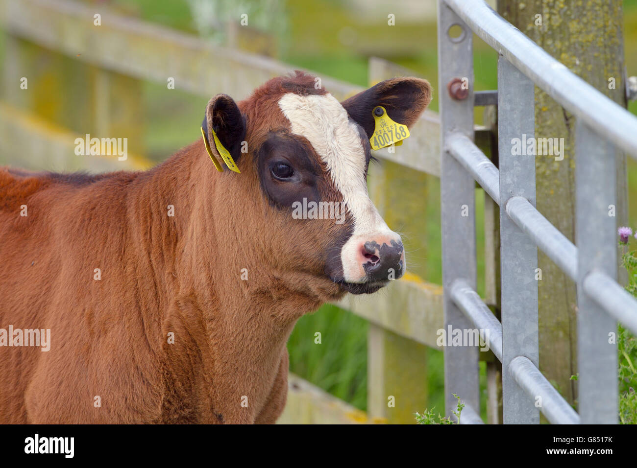 Mixed breed cows calves grazing hi-res stock photography and images - Alamy