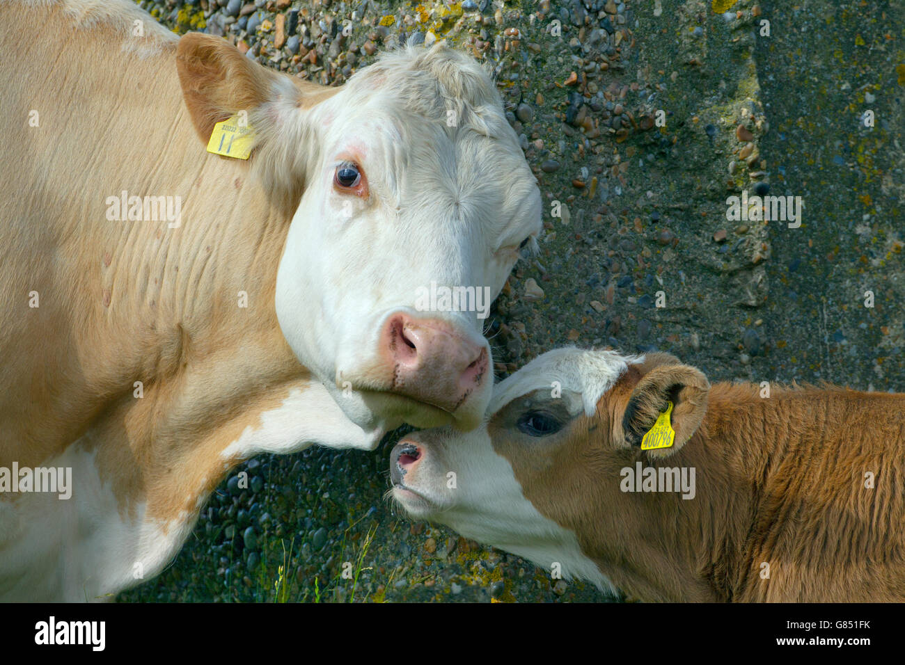 Cow with itch and calf watching on in meadows at Cley grazing marshes ...