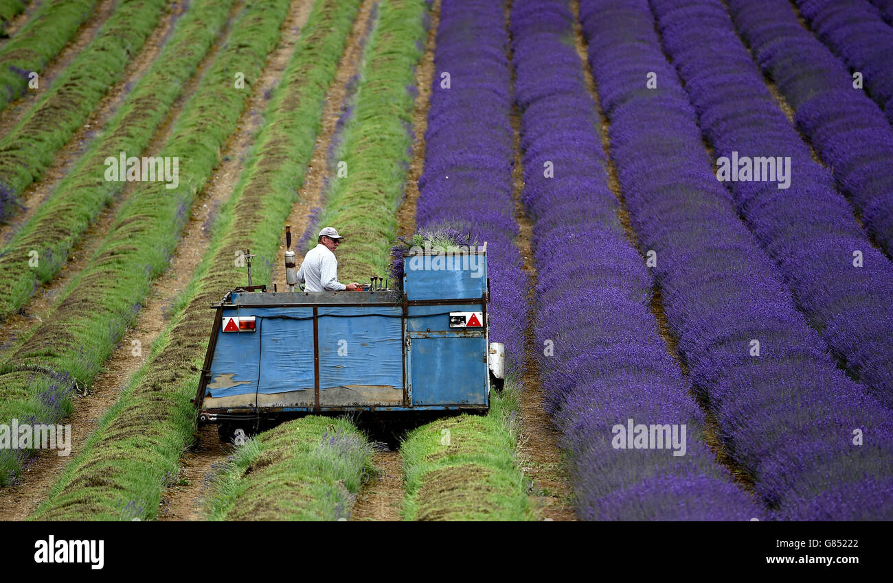 A tractor makes it's way up a row of lavender as it is harvested on the ...